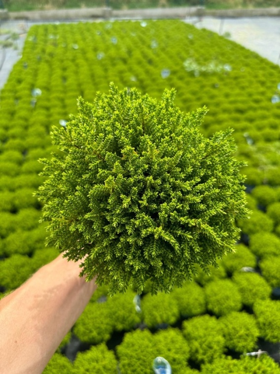 Hebe Green Globe Wird Braun